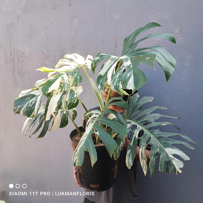Real Plant Monstera Albo White Tiger Variegated Marble Big Size Free ...