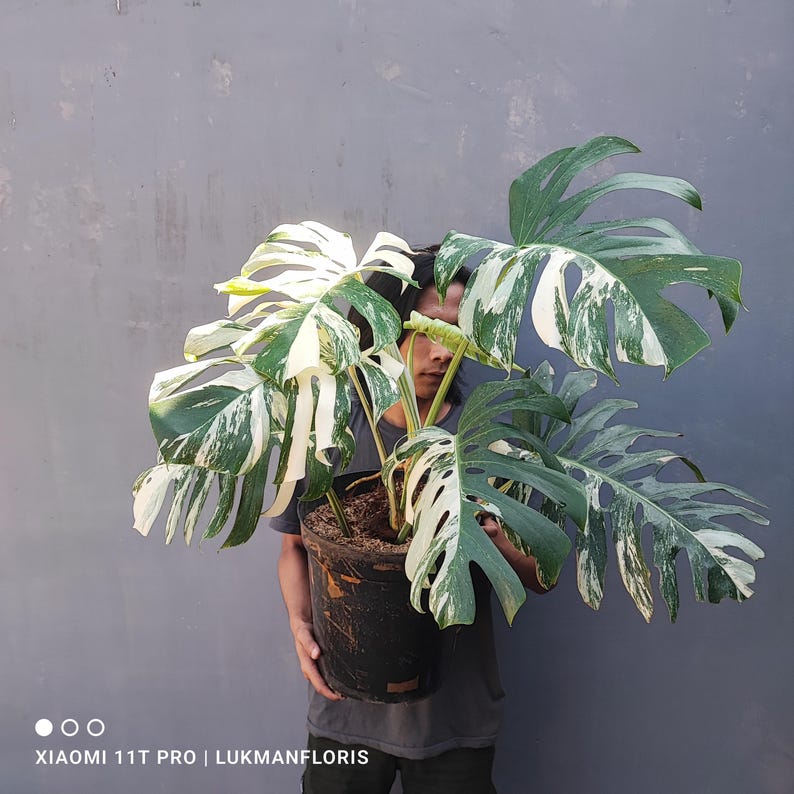 Real Plant Monstera Albo White Tiger Variegated Marble Big Size Free ...