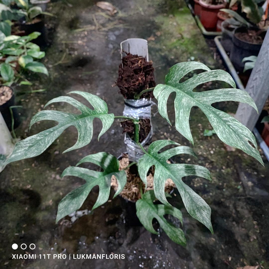 Real Pict Epipremnum White Devil Monster Variegated 6 Leave Free ...