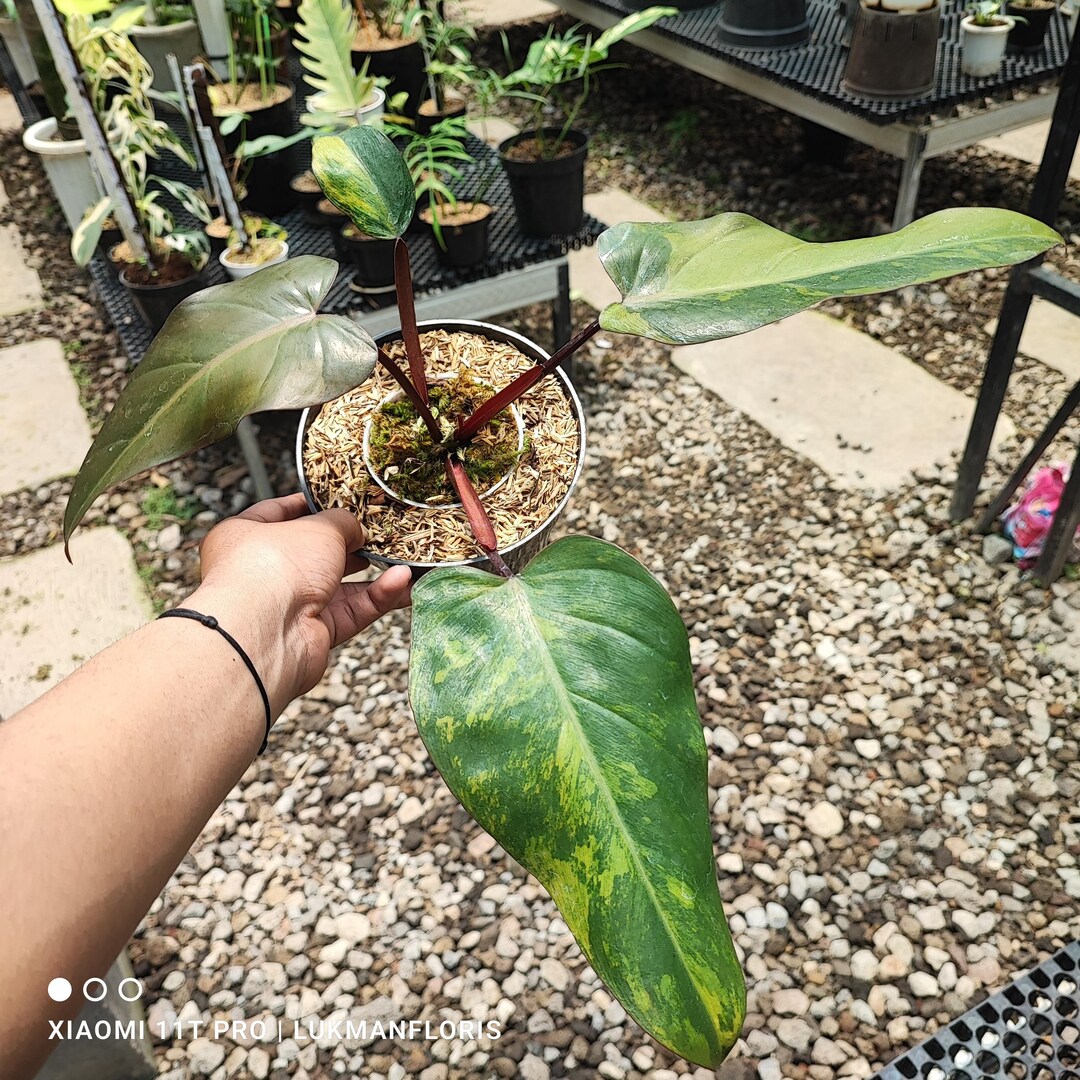 Real Pict Philodendron Dark Lord Varigated Free Pithosanitary - Etsy