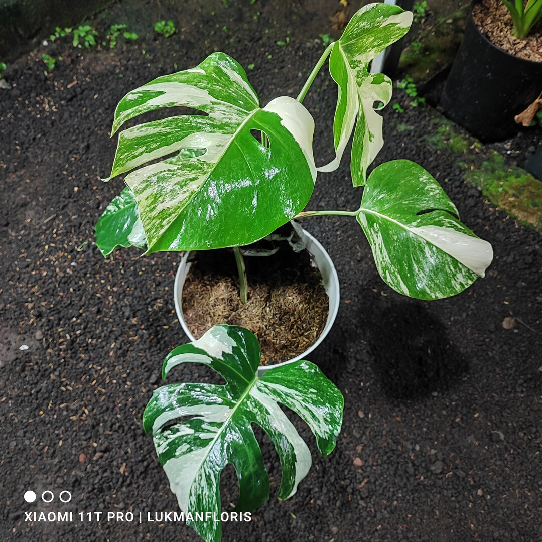 Real Pict Monstera Albo White Tiger Variegate Free Pithosanitary - Etsy