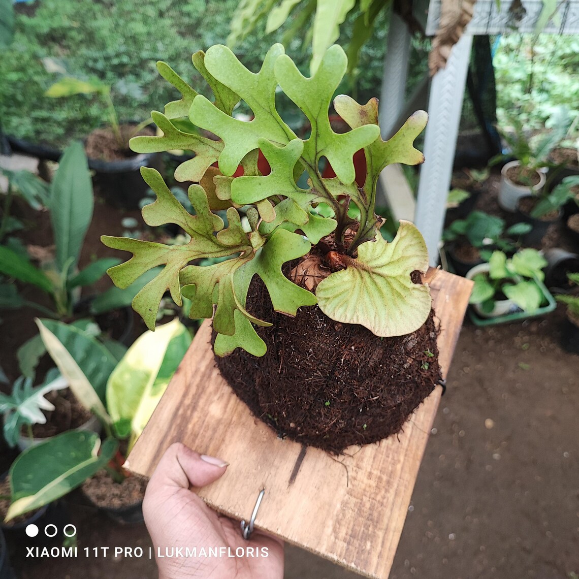 Real Pict Platycerium Redleyi Size Small Free Pithosanitary - Etsy