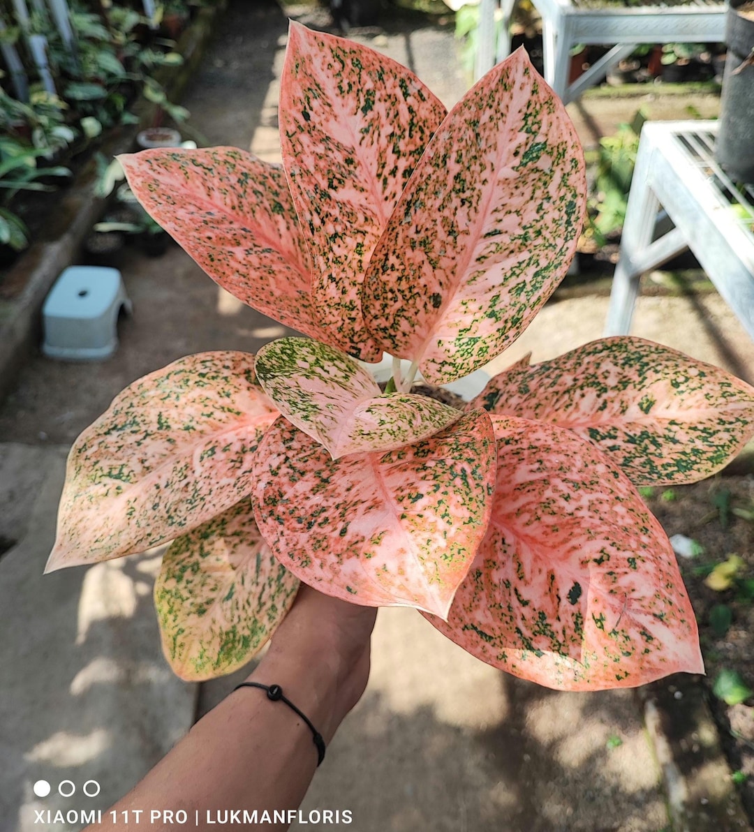 Real Pict Aglaonema Stardust Orange Free Pithosanitary Pithosanitary - Etsy