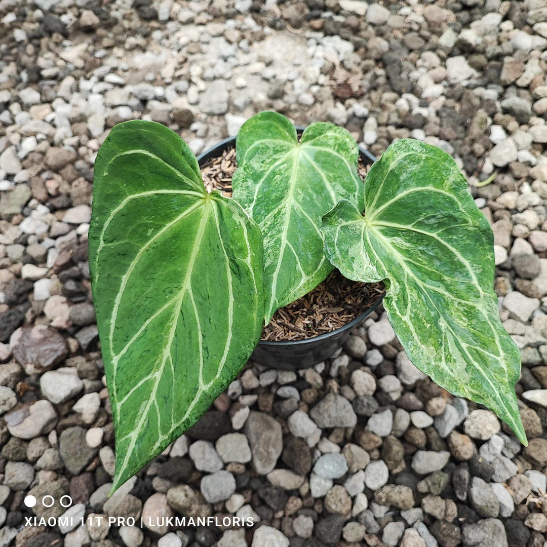 Real Picture Anthurium Papillaminum X Forgeti Variegated Free ...