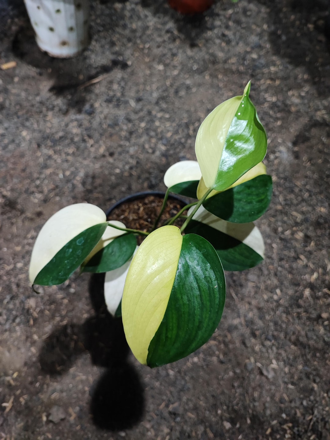 Actual Photo Scindapsus Blue Albo Variegated Halfmoon Free ...