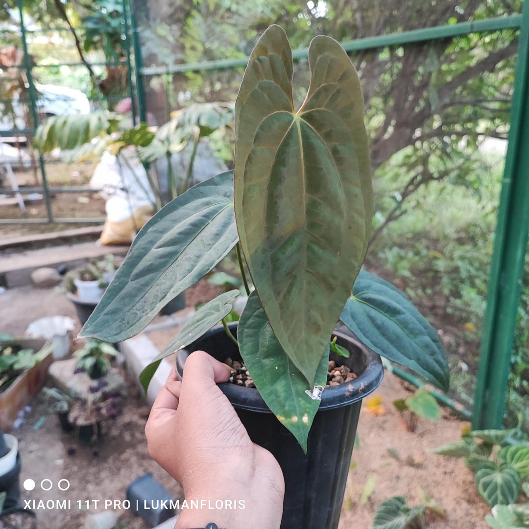 Actual Photo Anthurium Neptune Medium Size Free Pithosanitary - Etsy