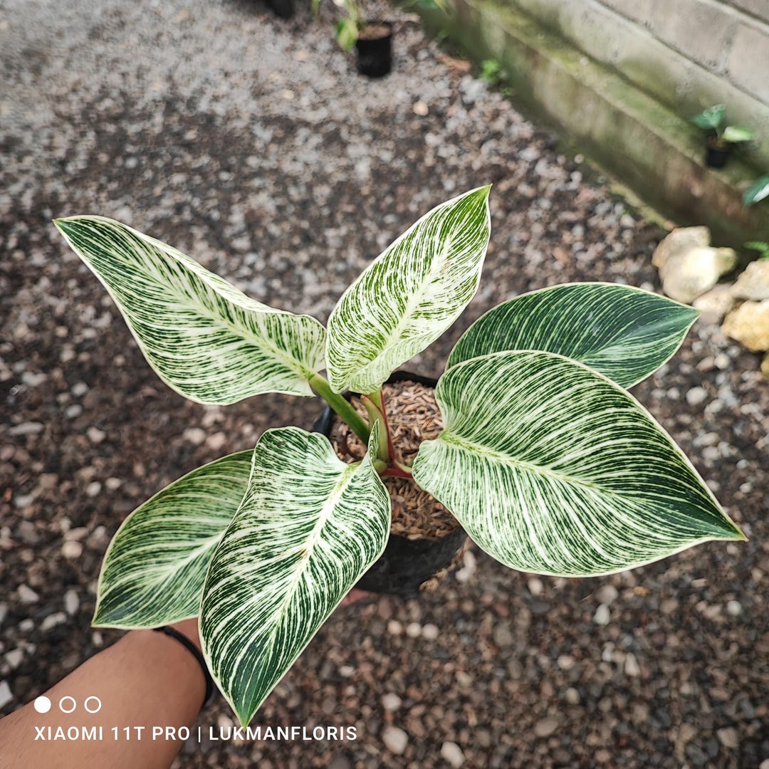 Real Pict Urephilodendron Birkin Mutation - Etsy