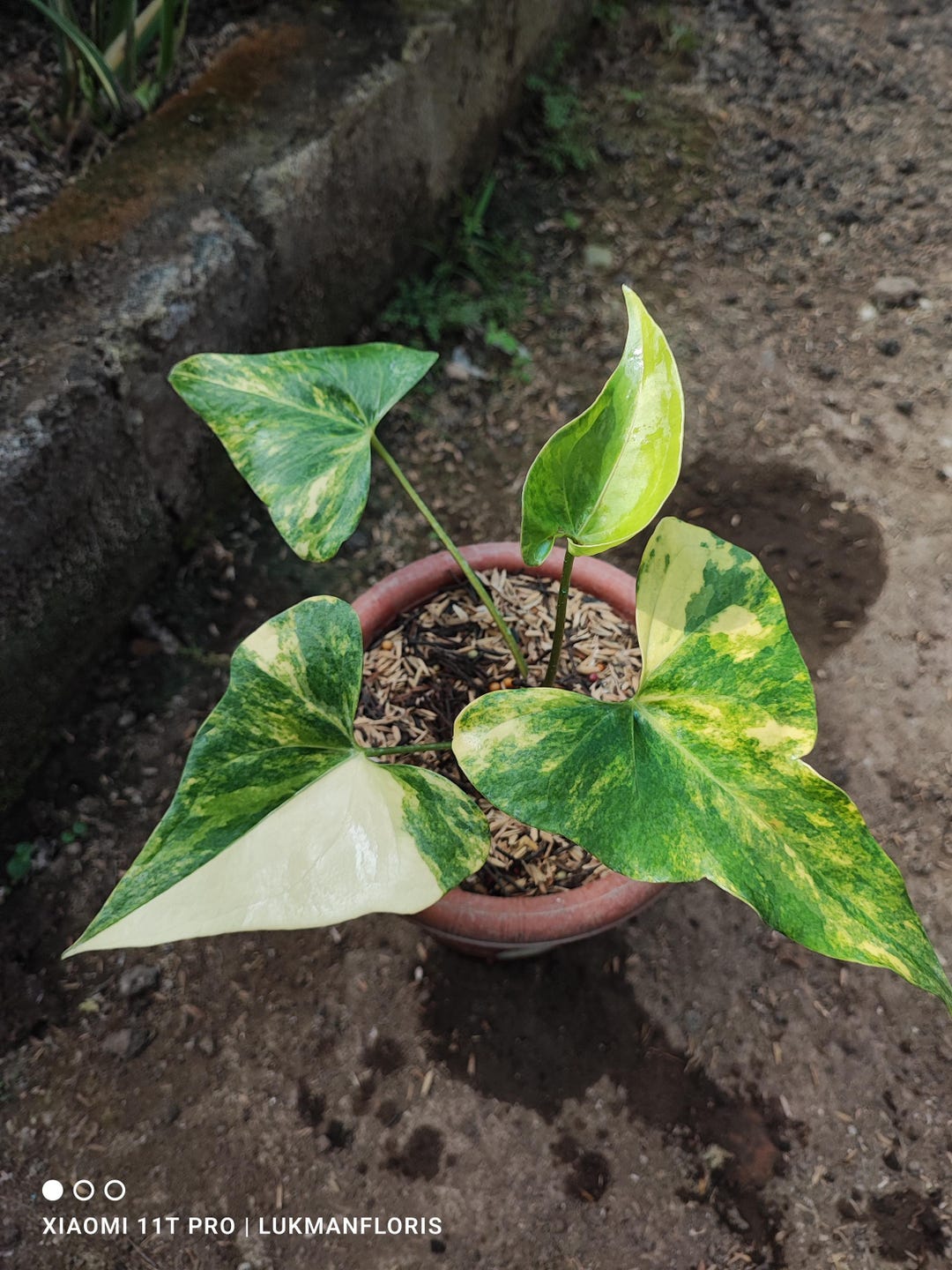 Real Pict Anthurium Peteroductyl Variegated 4 Leavee Free Pithosanitary ...
