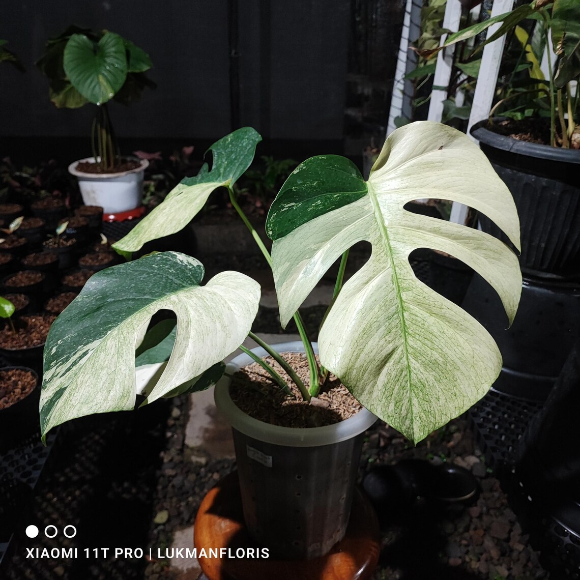 Actual Photo Monstera Jungle Mint Variegated Luxurious Free ...