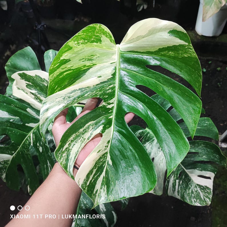 Monstera Albo White Tiger Variegated Marble Big Size Free Pithosanitary ...