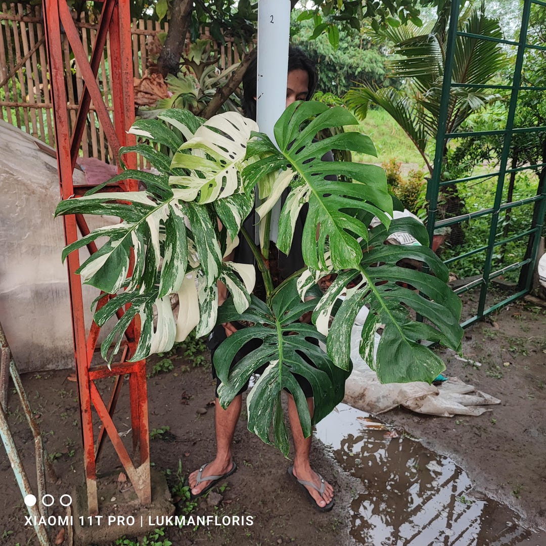 Real Pict Monstera Albo White Tiger Variegated Marble Big Size Free ...
