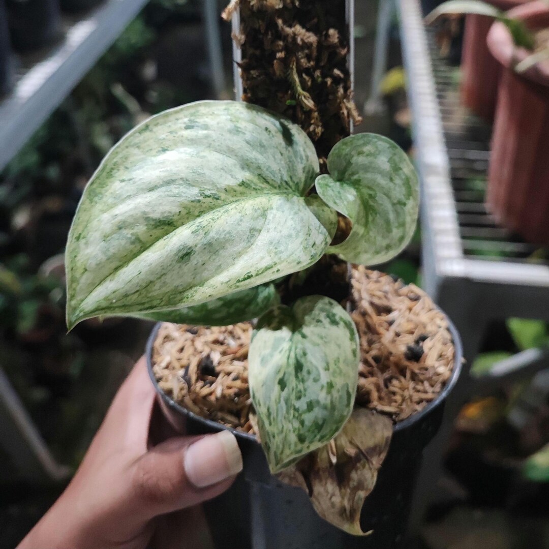 Real Pict Scindapsus Peasun Variegated Free Pithosanitary - Etsy