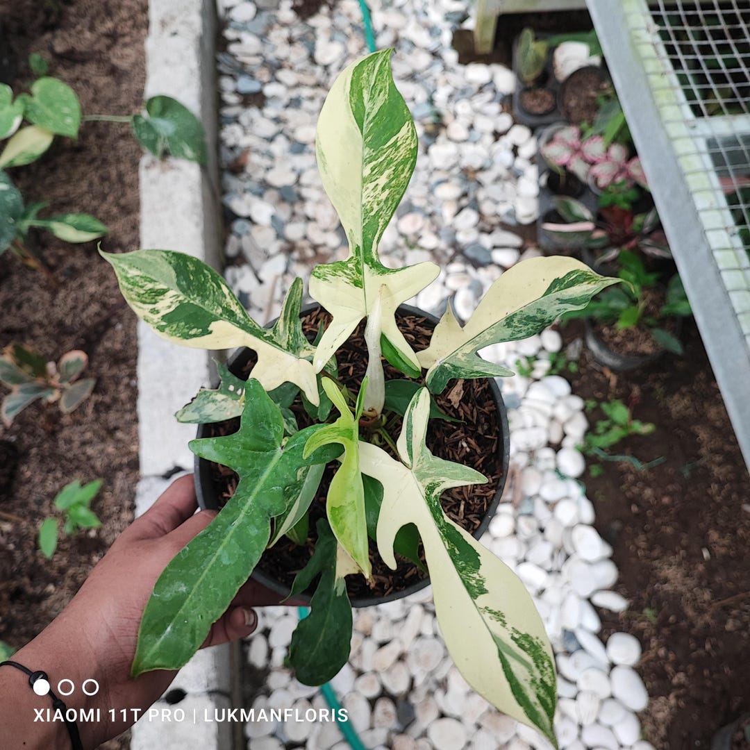 Real Pict Philodendron Florida Beauty Variegated Free Pithosanitary - Etsy