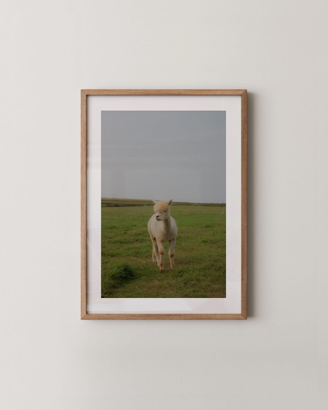 Alpaca Photography Print – Farm Animal Fine Art Wall Art by Zoe Jean - Etsy