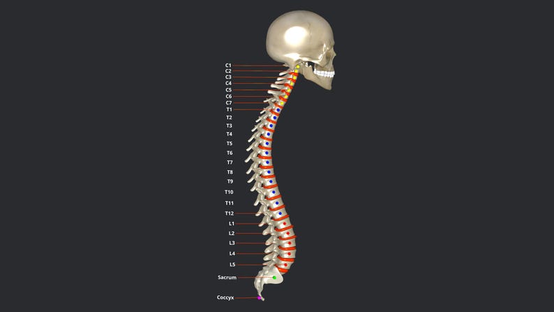 3D Human Spine Model - 6 Different Files Download - Etsy
