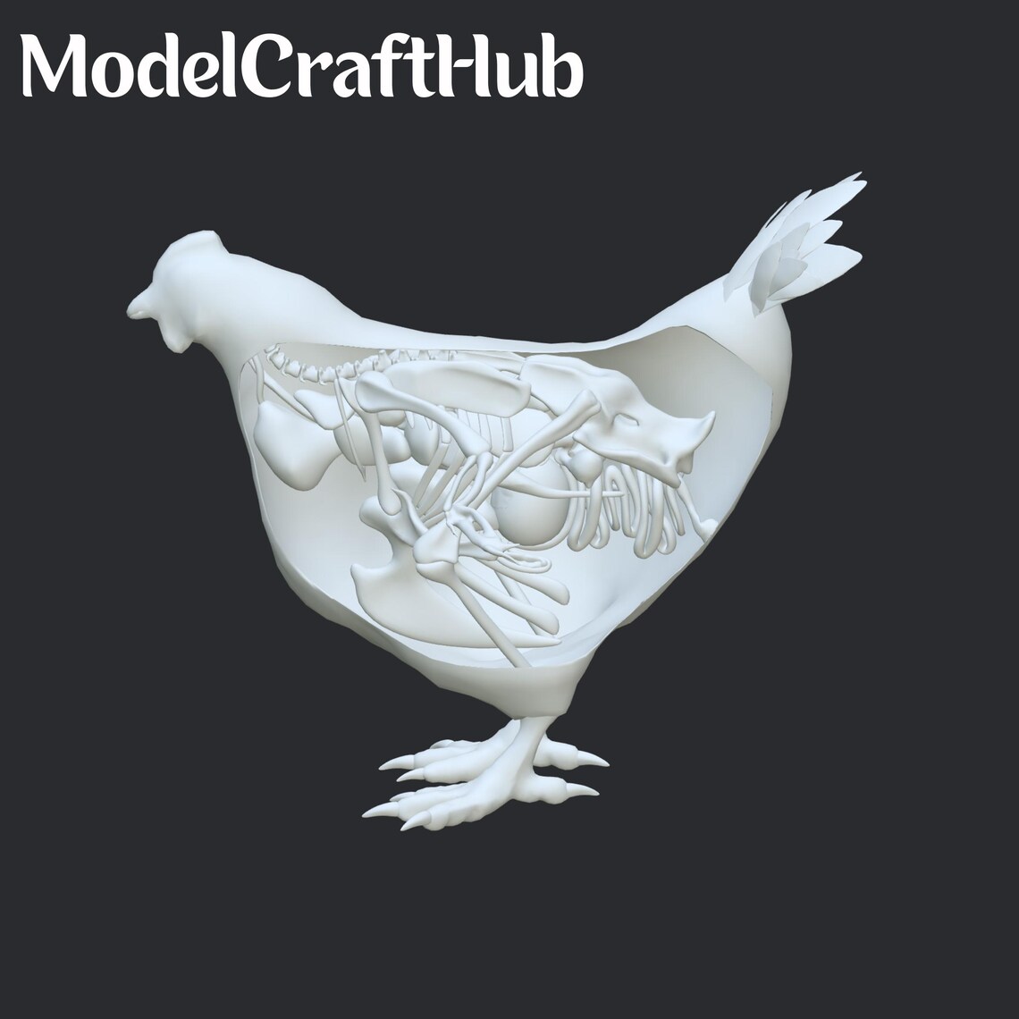 3D Chicken Anatomy Model - Realistic and Informative Science Learning ...