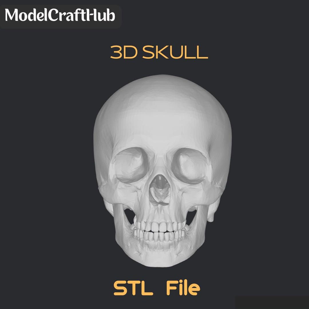 Skull 3D Model (OBJ File) - Etsy