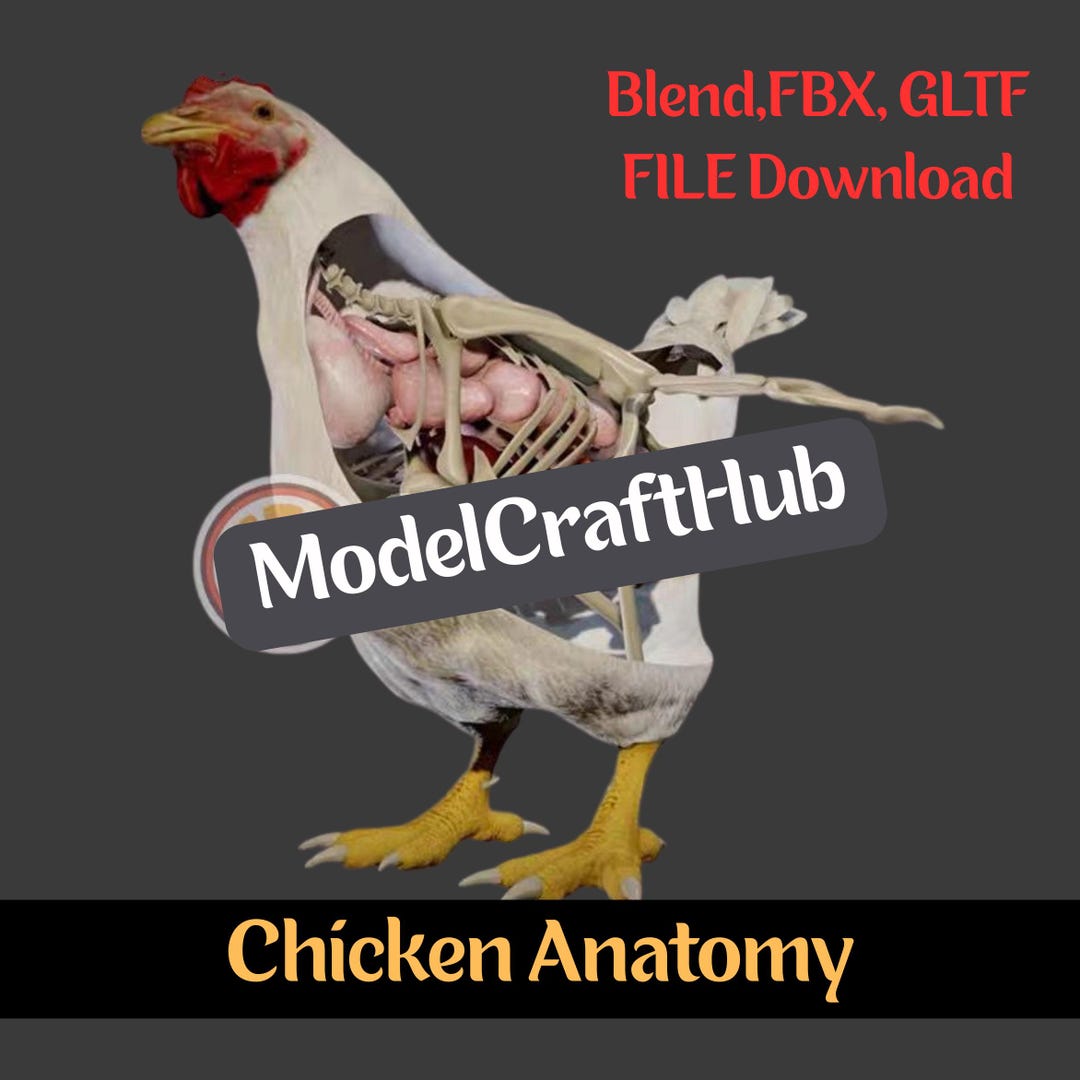 3D Chicken Anatomy Model - Realistic and Informative Science Learning ...