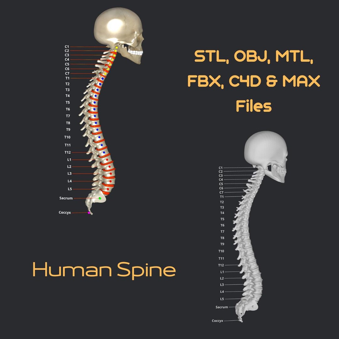 3D Human Spine Model - 6 Different Files Download - Etsy