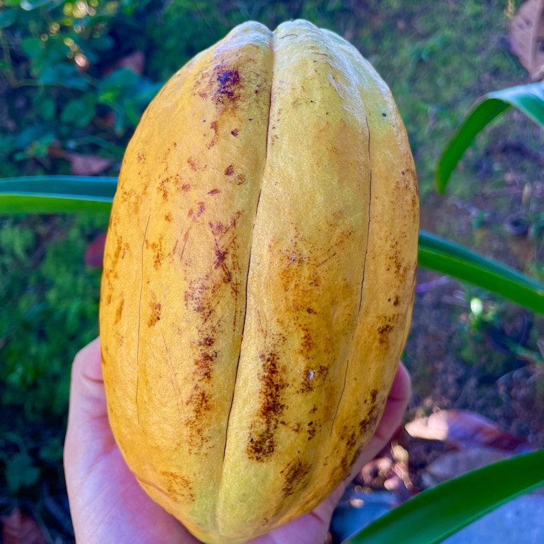 15 Germinated Trinitario Cacao Seeds | Theobroma Cacao Hybrid – Grow ...