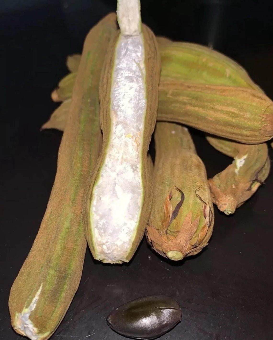 15 Germinated Seeds of Inga Vera – Ice Cream Bean Tree – Fast-growing ...