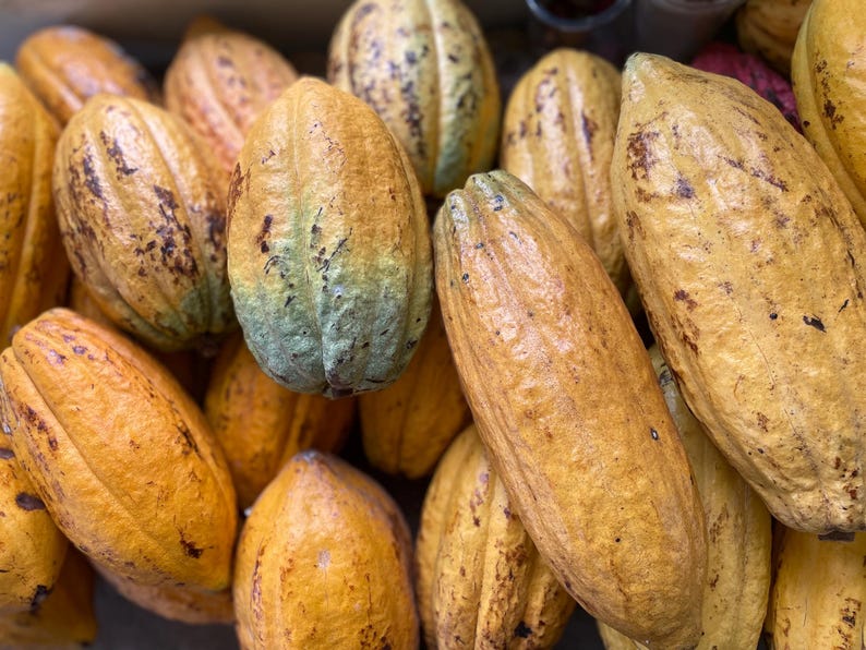 Yellow Cacao Fruits 3 Pods | Theobroma Cacao Hybrid – Grow Your Own ...