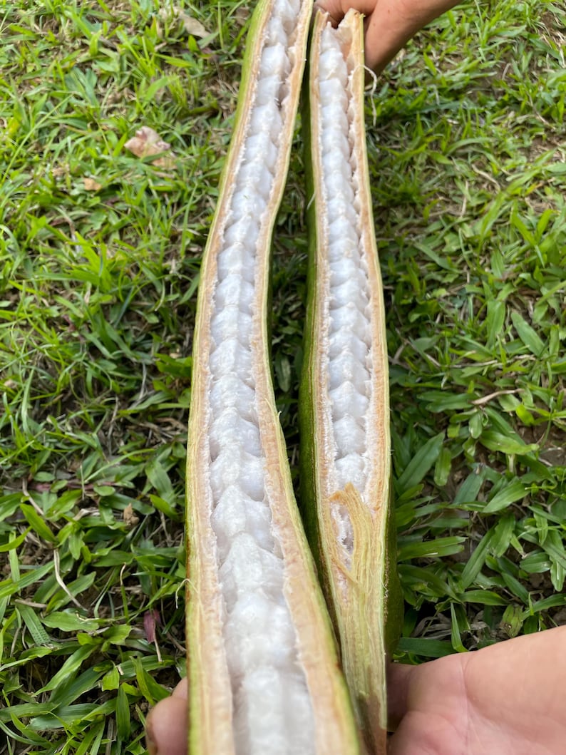 15 Fresh Inga Spectabilis Seeds | Guama Machete, Exotic Ice Cream Bean ...