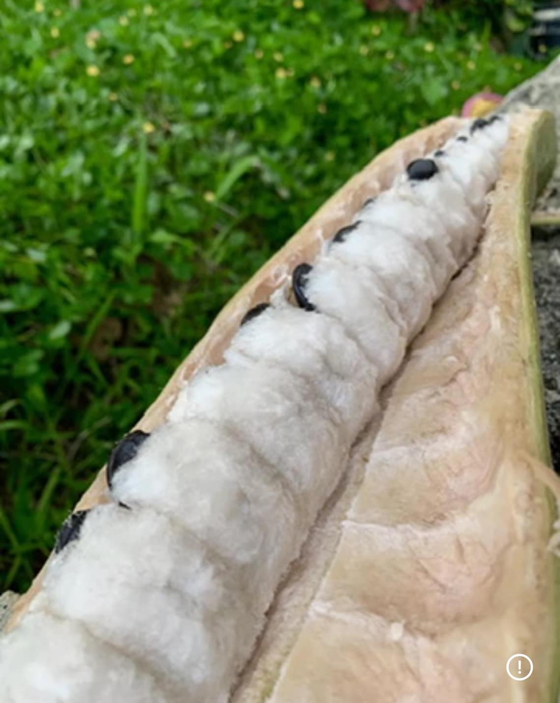 15 Fresh Inga Spectabilis Seeds | Guama Machete, Exotic Ice Cream Bean ...