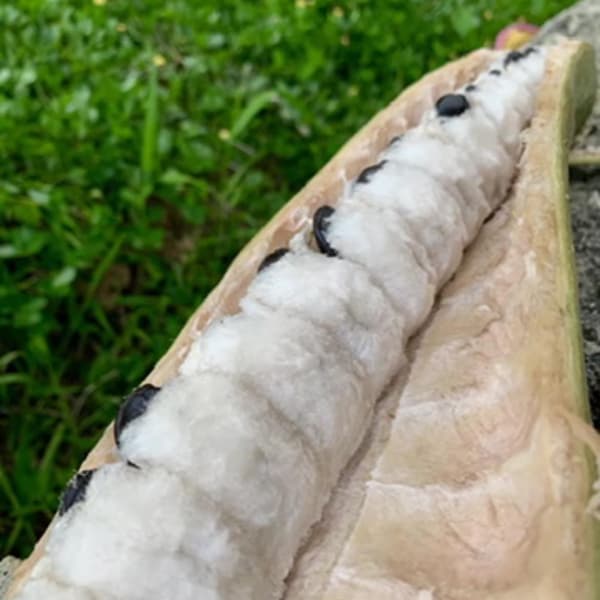 Ice Plant Tree - Etsy