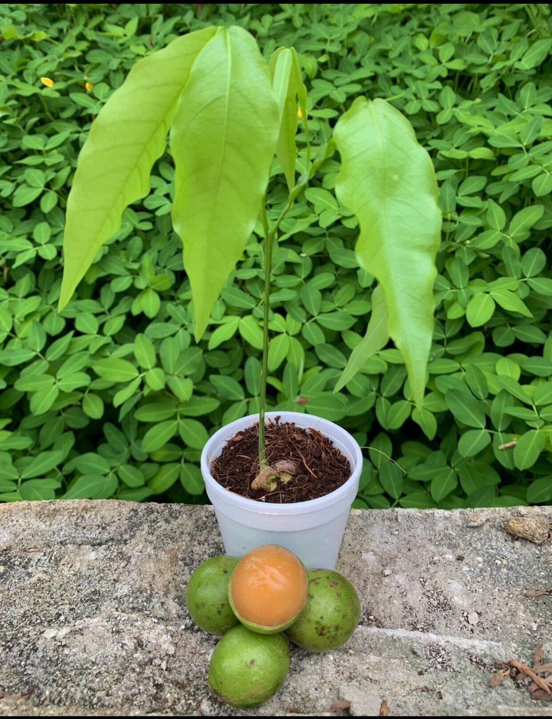 Guinep / Mamoncillo Seedling 6-8in Tropical Fruit Tree Melicoccus ...