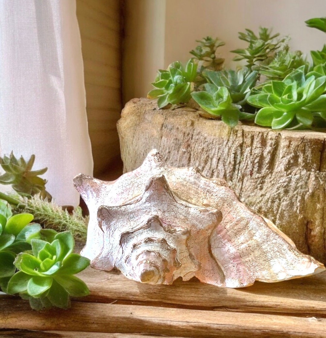 SEASHELL GIFT Large Spiral Conch Shell Beach Cottage Display Gift ...