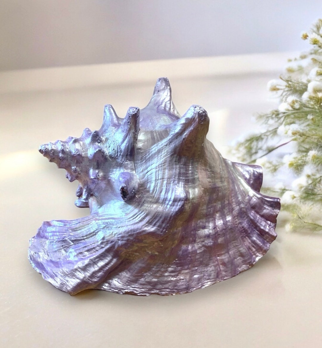 SEASHELL GIFT Large Spiral Conch Shell Beach Cottage Display Gift ...