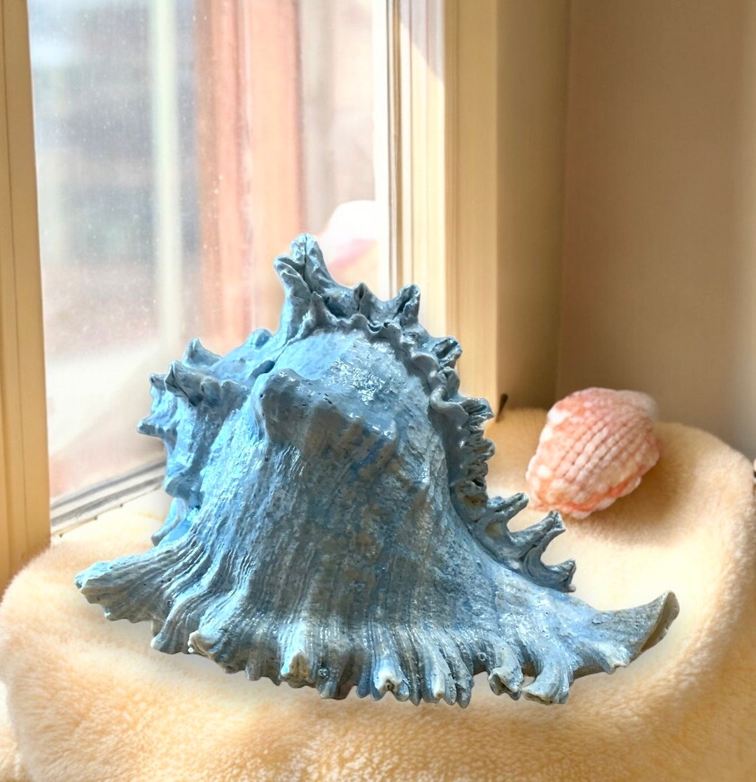 SEASHELL GIFT Large Murex Conch Shell Beach Cottage Display Gift ...