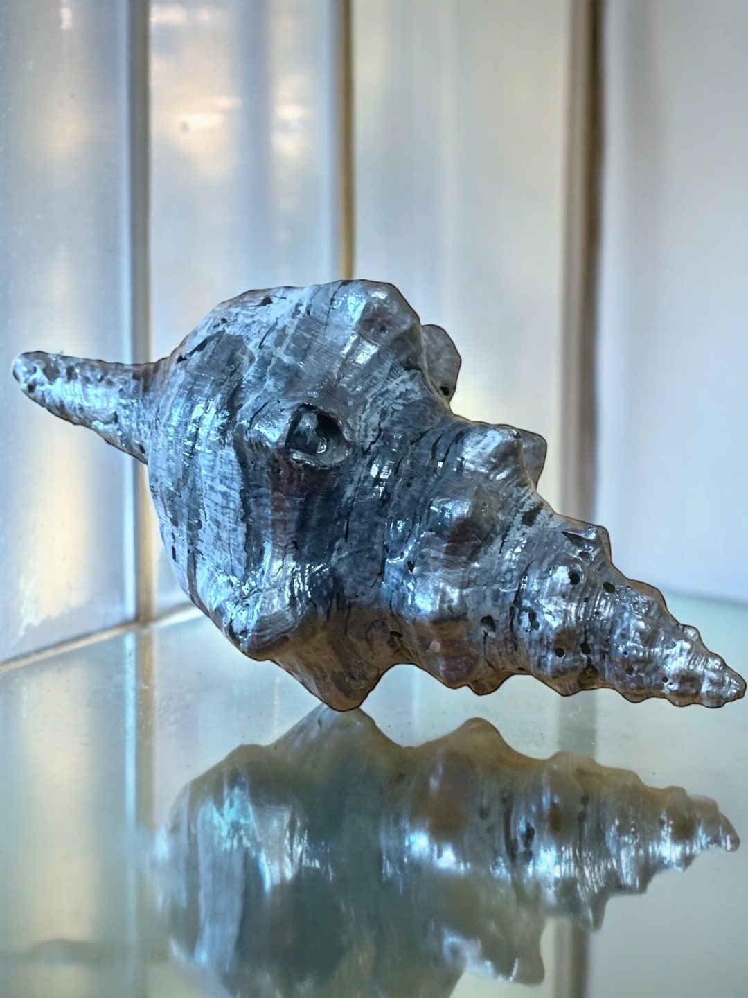 SEASHELL GIFT Large Spiral Conch Shell Beach Cottage Display Gift ...