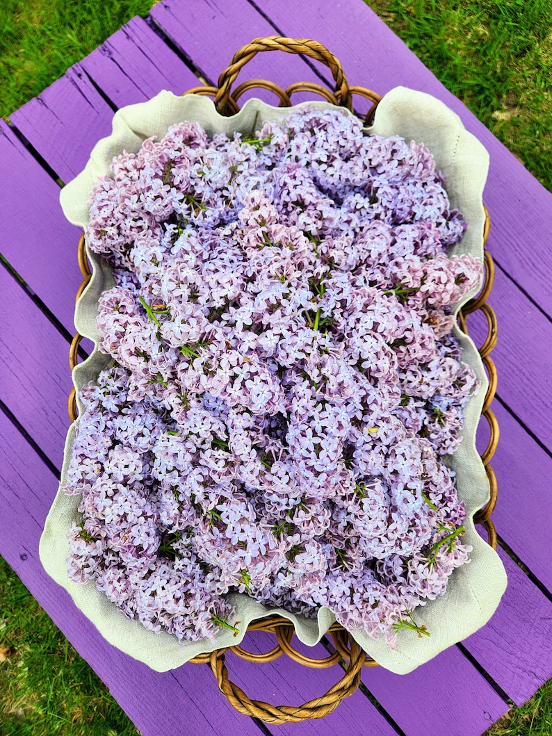 Organic Lilac Tincture ~syringa - Etsy