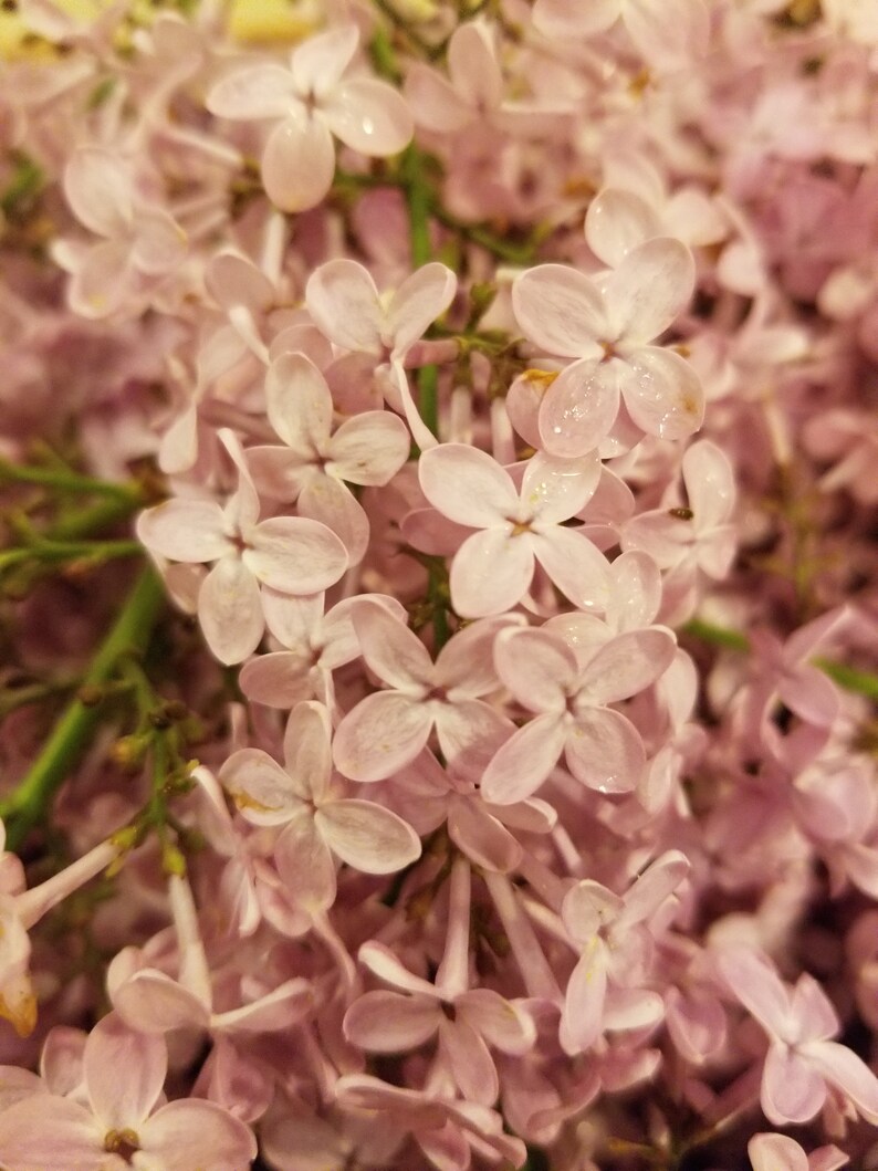 Organic Lilac Tincture ~syringa - Etsy