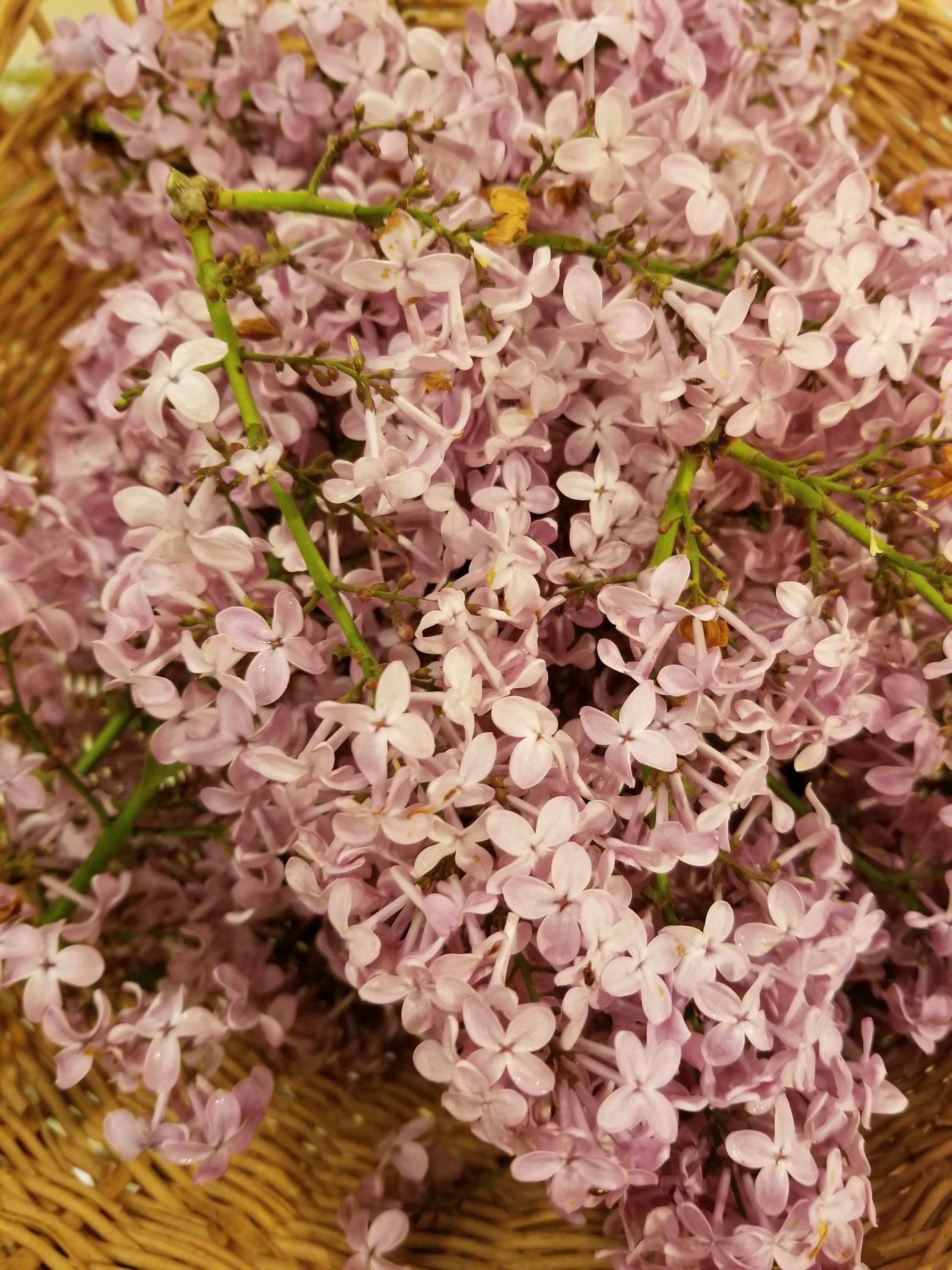 Organic Lilac Tincture ~syringa - Etsy