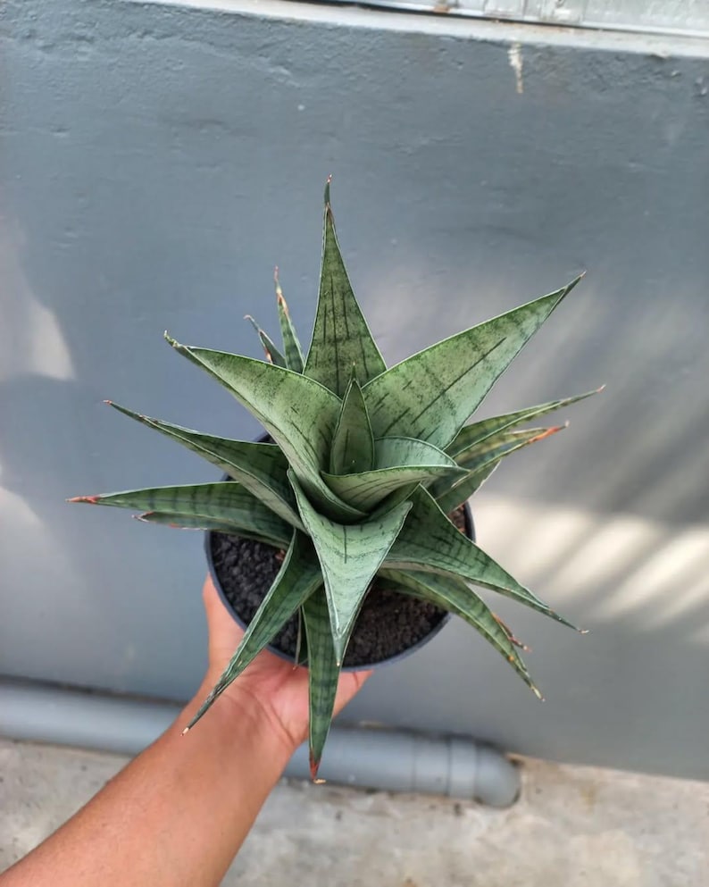 Plant Sansevieria Hybrid Agatha Beauty Snake Plant - Etsy