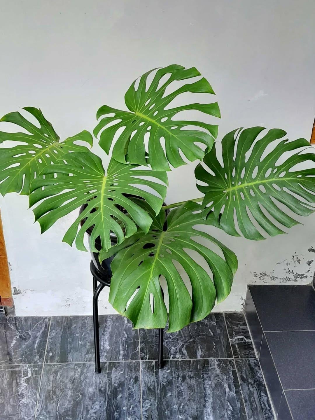 Monstera King Deliciosa Big Form Size - Etsy