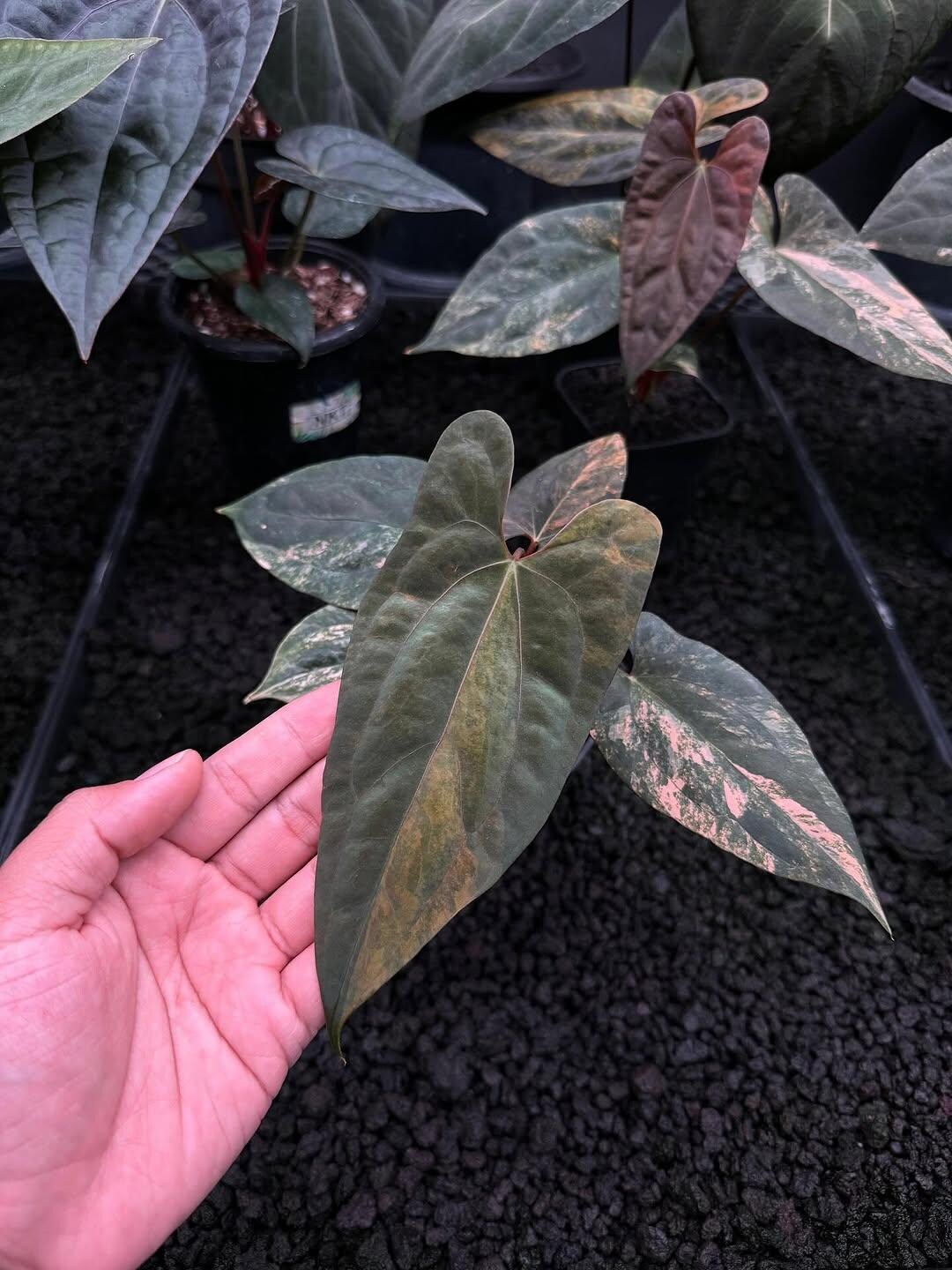 Anthurium Little Marshal Variegated Rare Plant - Etsy