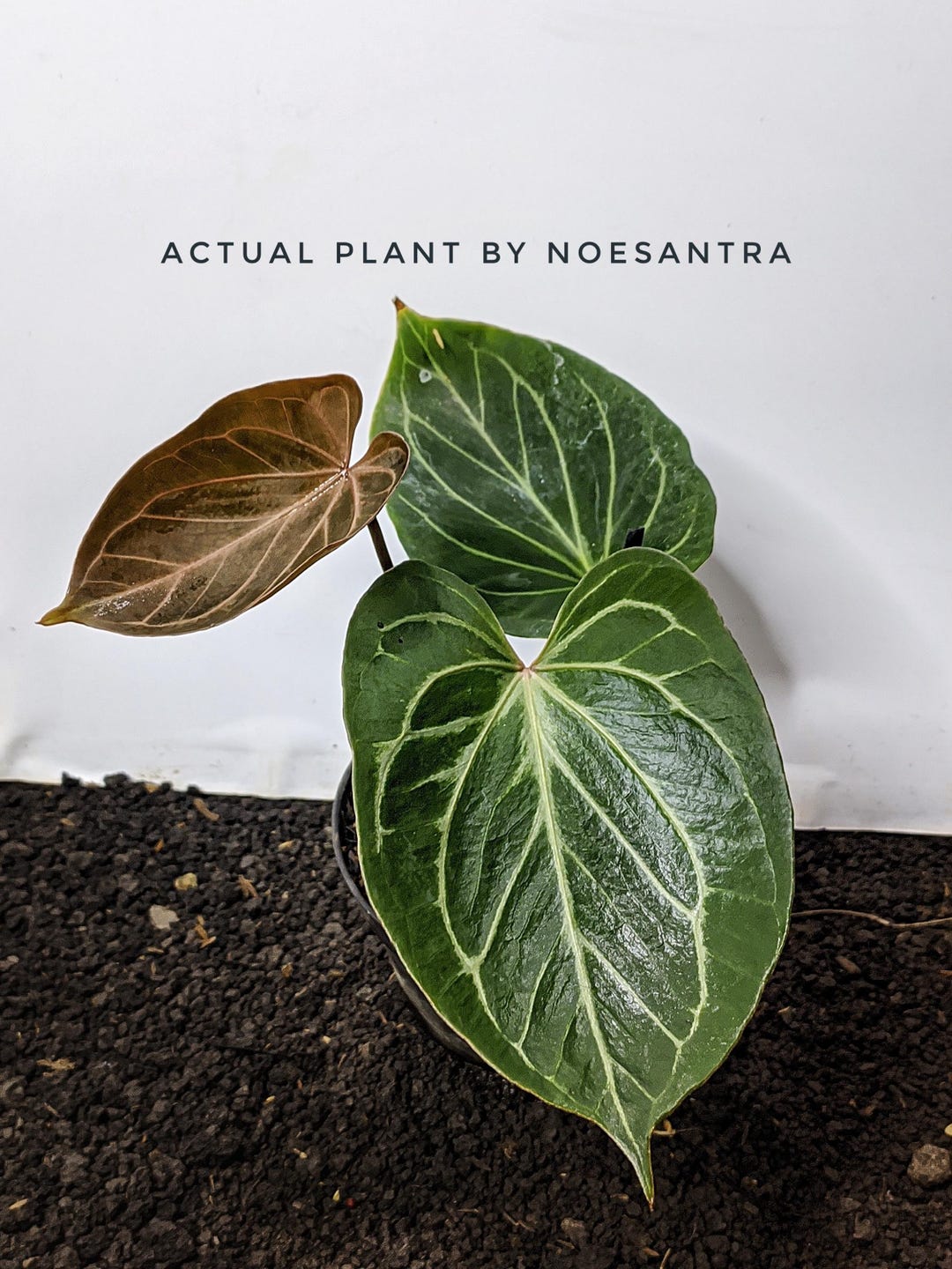 Actual Plant Beauty Anthurium HU KOS Butterfly 3 Leaf - Etsy