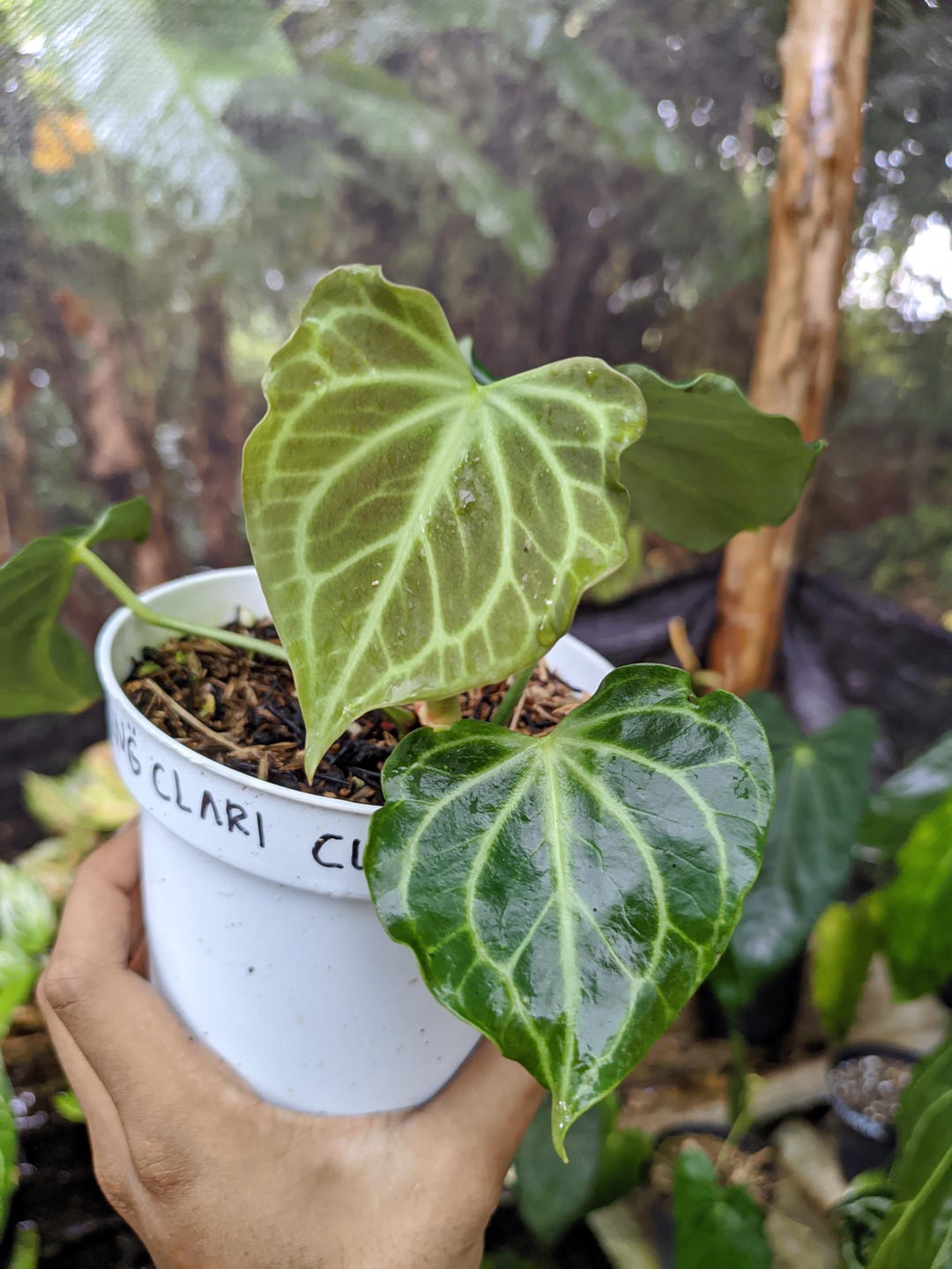 Anthurium King Clarinervium Mutation Curly Leaf Beauty Unique Plant ...