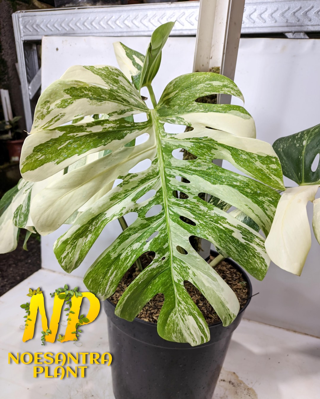 Real Pict 4 Leaf Monstera Variegated White Tiger Large Size - Etsy