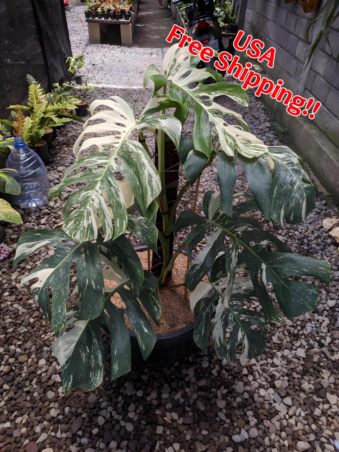 Monstera White Tiger Variegated Large Leaf Actual Plant - Etsy