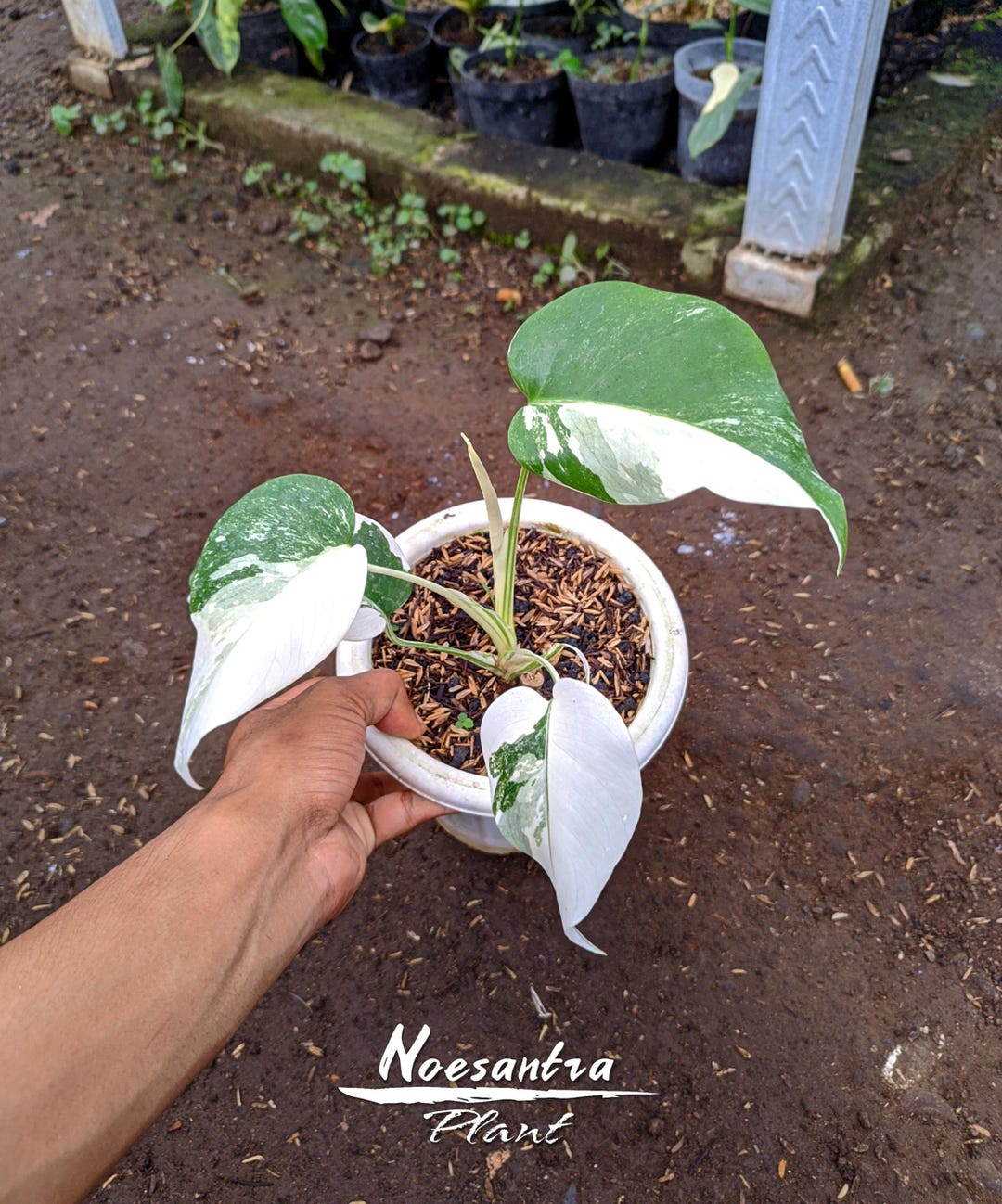 Real Pick Monstera Albo White Tiger Variegated Small Size - Etsy