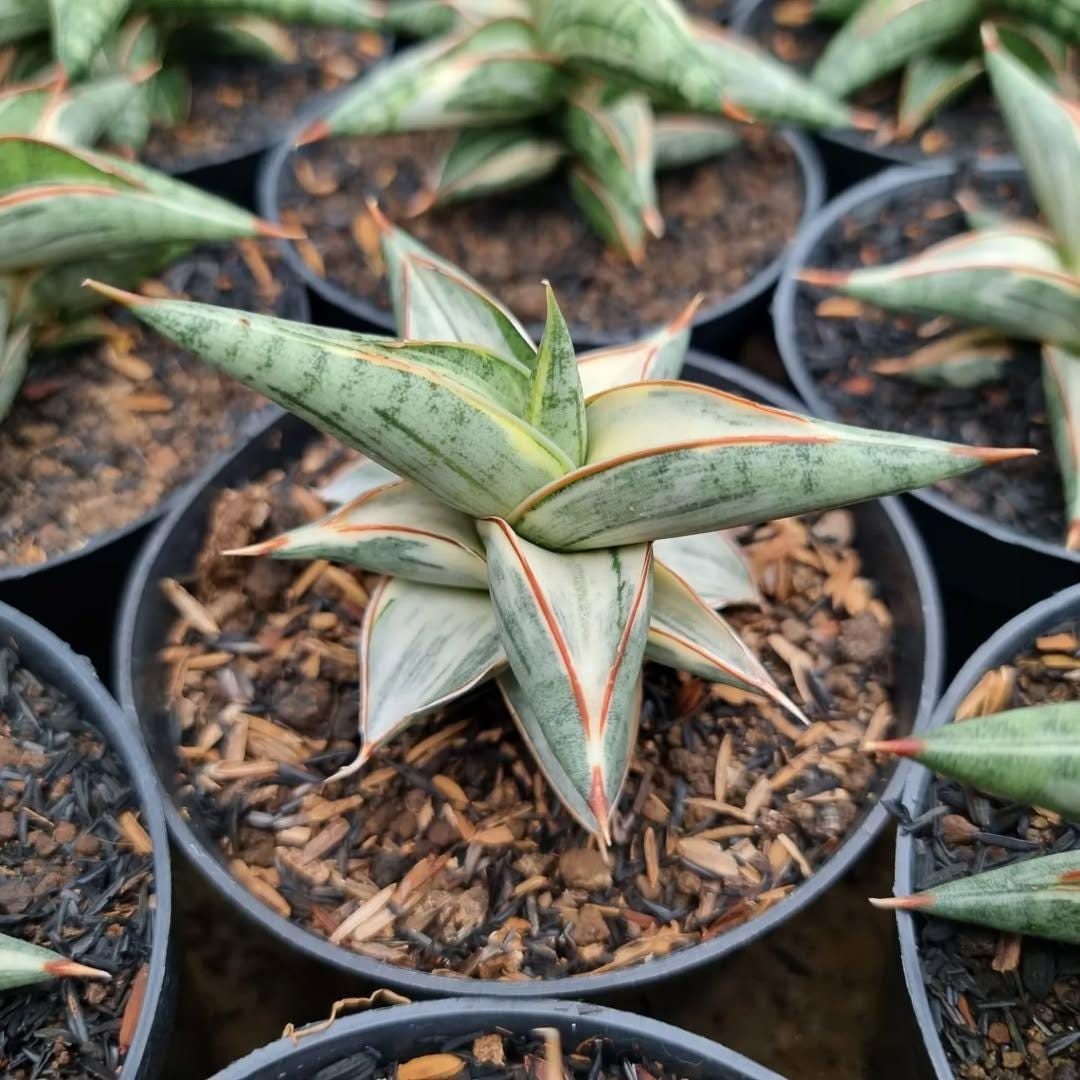 Sansevieria Blue Clone Variegated Snake Plant - Etsy