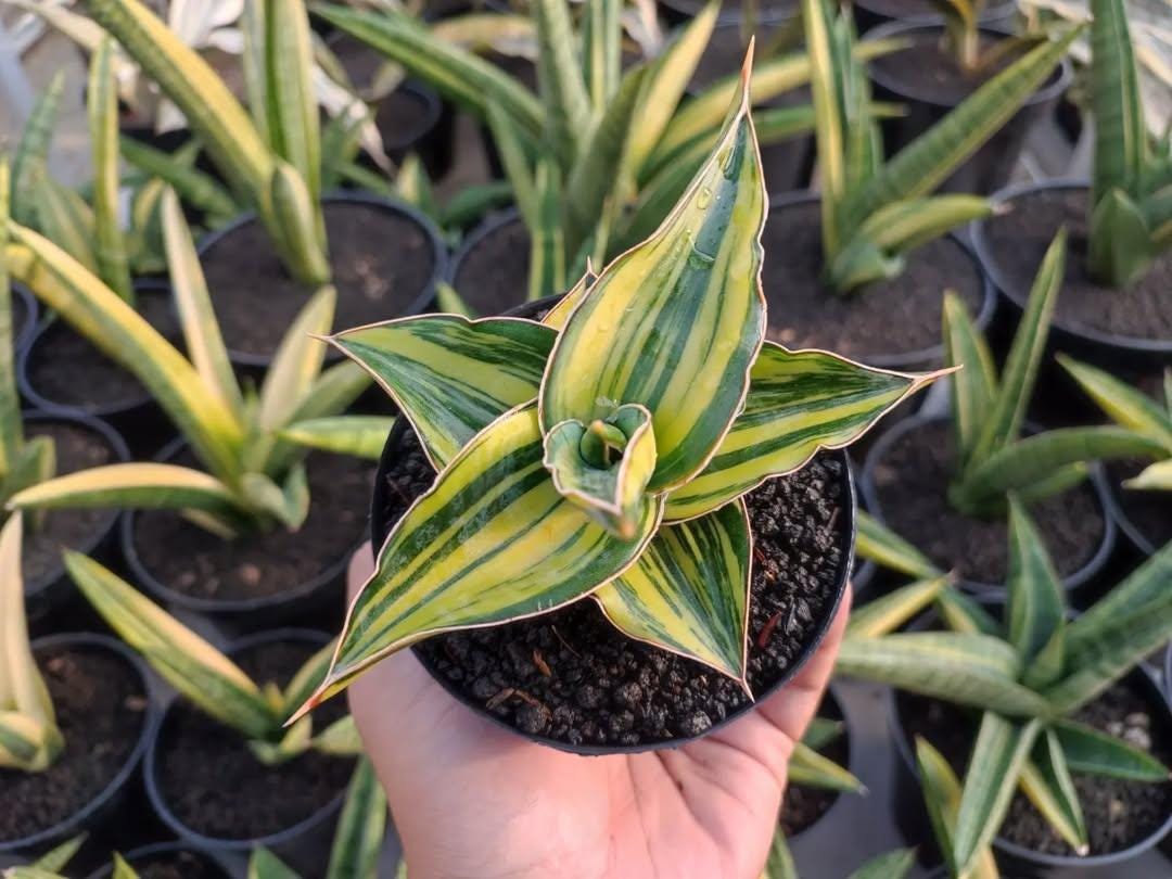 Snake Plant Sansevieria Kimayo Blue Variegated - Etsy Canada