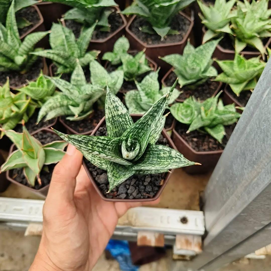 Unique Sanseviera Mosar Snake Plant - Etsy
