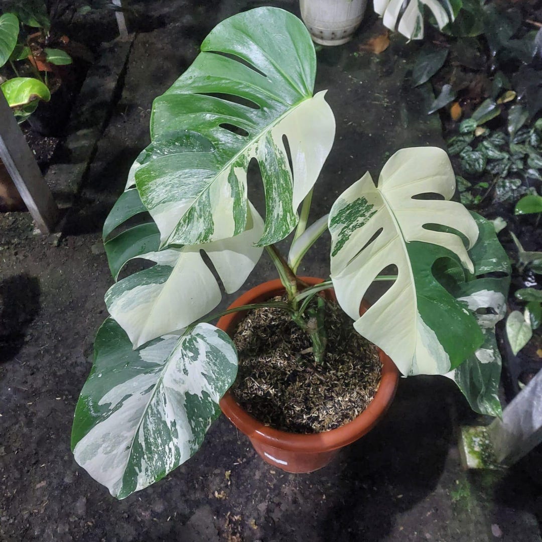 Monstera White Tiger Albo Variegated Actual Plant - Etsy