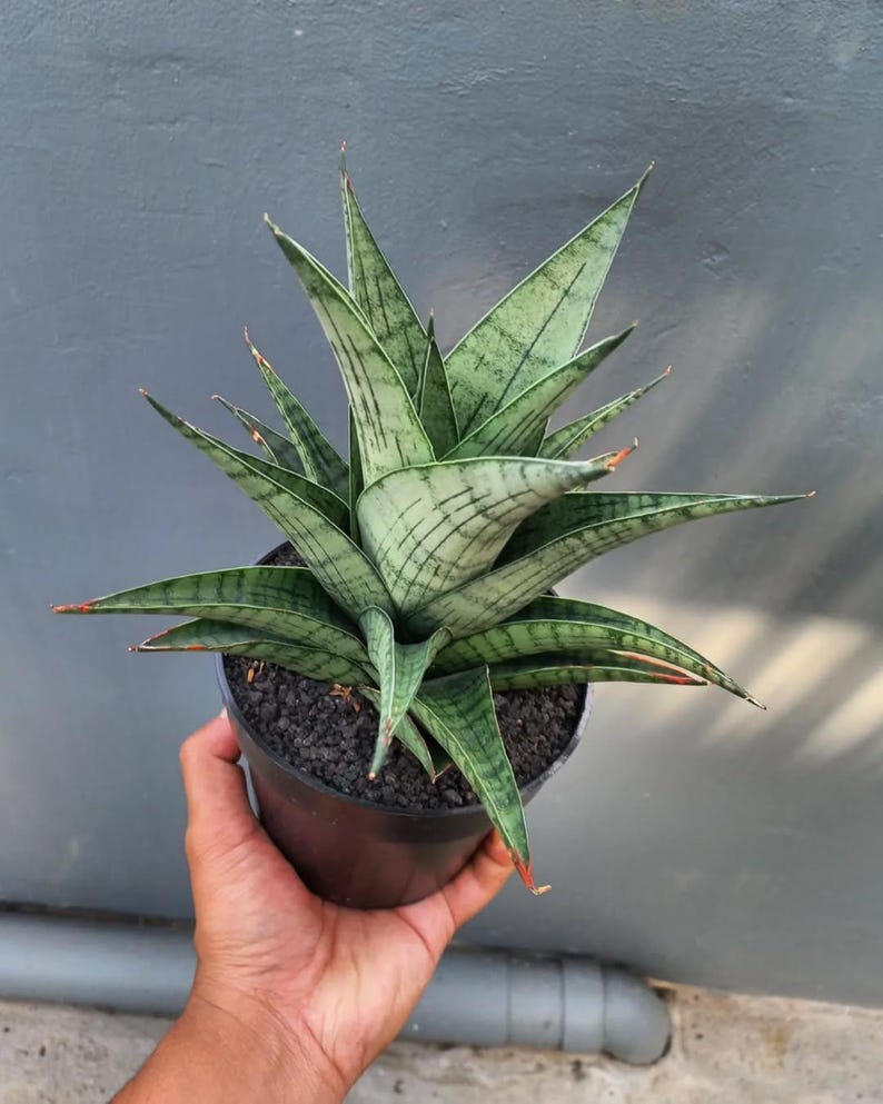 Plant Sansevieria Hybrid Agatha Beauty Snake Plant - Etsy
